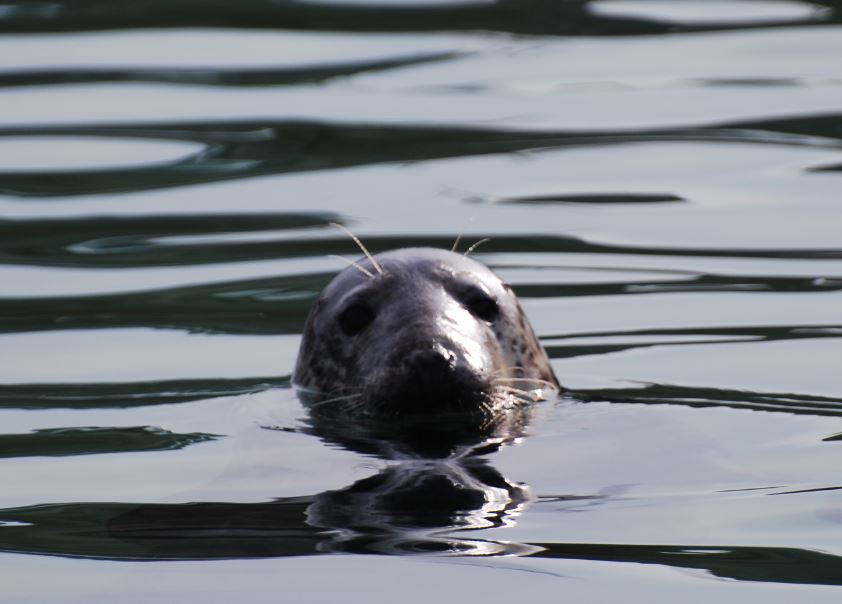 Seal Deterent Trials to Reduce Catch Depredation - NFFO